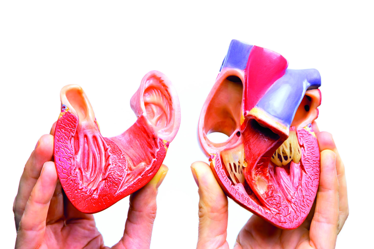 Fingers holding open human heart on white background - Canon Production ...